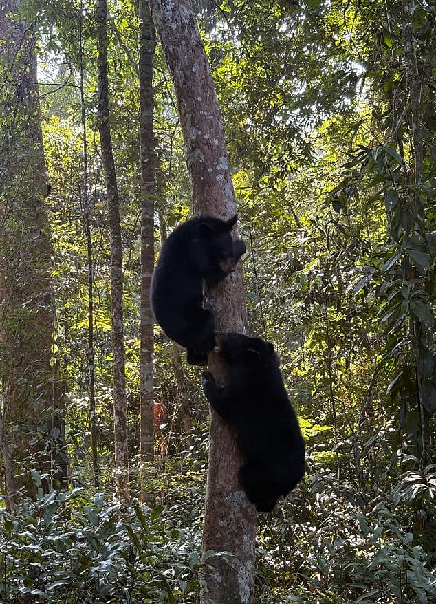 Orphaned Asiatic black bear cubs released in Dehing Patkai after months ...