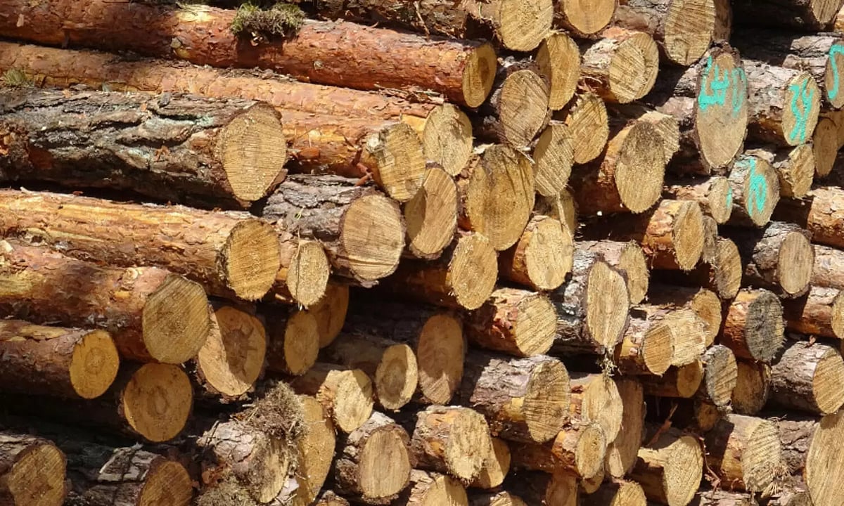 Alleged timber smuggling network exposed in West Kamrup amid collusion ...