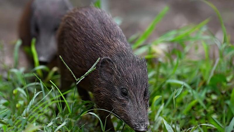 15 Endangered Pygmy Hogs Released into Manas National Park