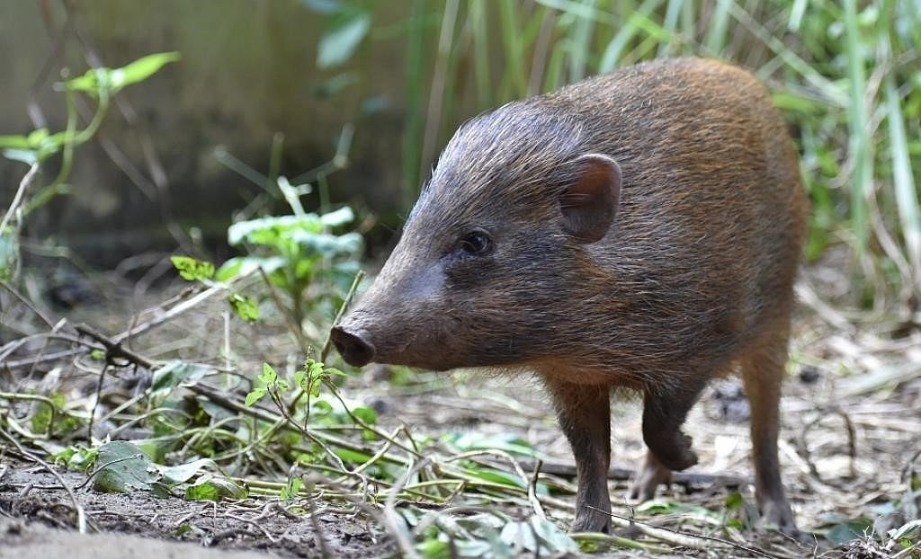 Himanta Biswa Sarma Hails the Release Of 15 Pygmy Hogs Into Manas ...
