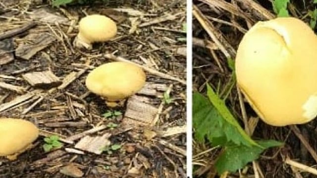 Rare yellow puffball mushroom documented in Longding district of Arunachal