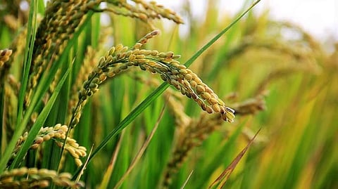 BOKAKHAT: Agriculture Awareness Workshop Held for Farmers in Golaghat
