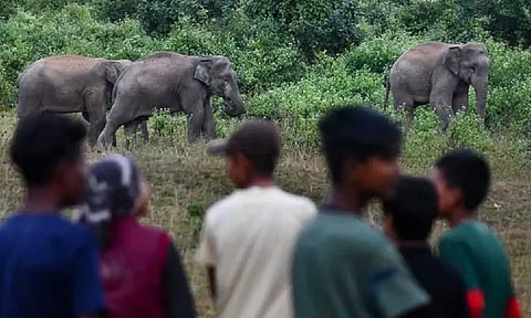 Numaligarh: Wild Elephant Damages School Building and Midday Meal Supplies