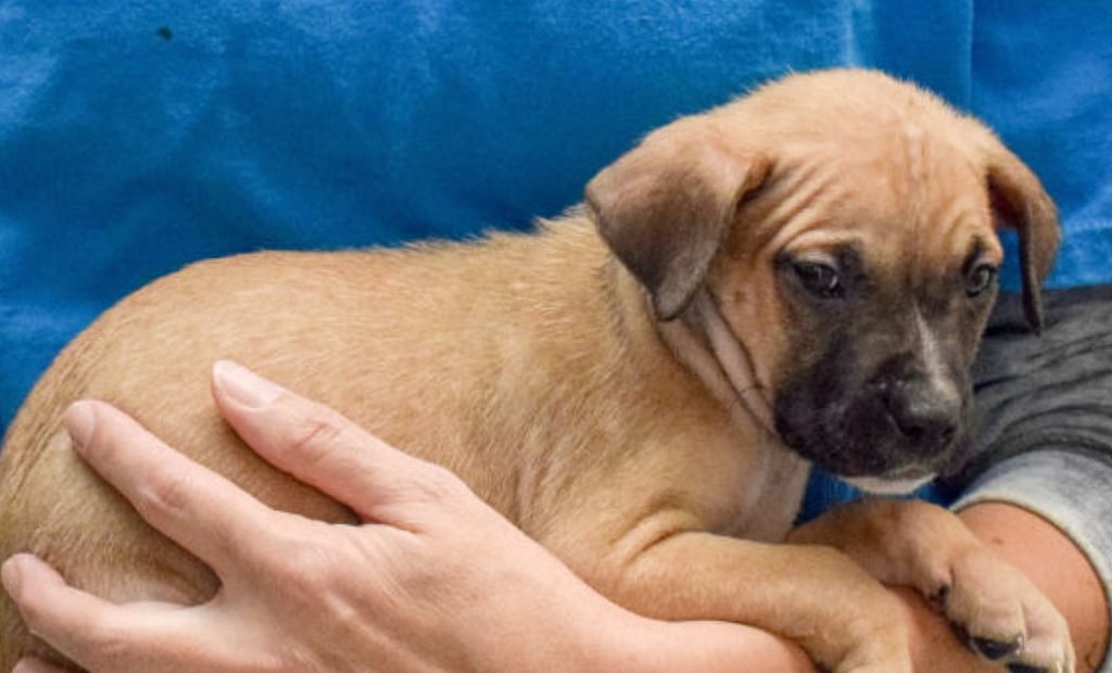 Certificate course on animal rescue wraps up at Guwahati veterinary ...