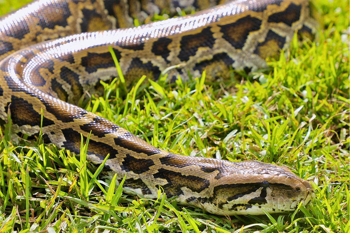 12-Foot Python Rescued in Nazira, Released into Lakuwa-Chala Reserve Forest