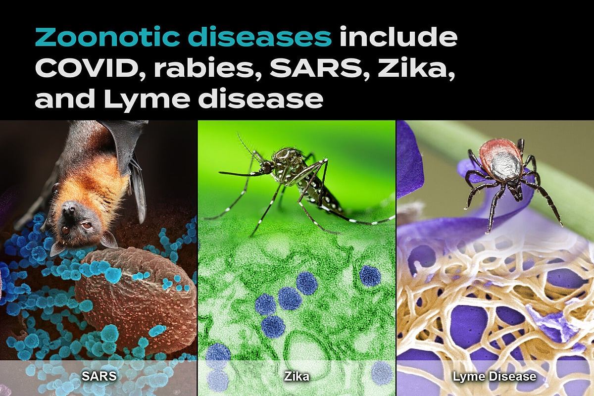 Look But Don’t Touch: Zoonotic Diseases and Where They Come From