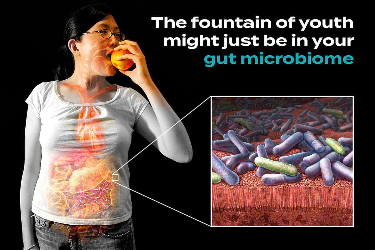 The Surprising Role of Your Gut Microbiome in Aging
