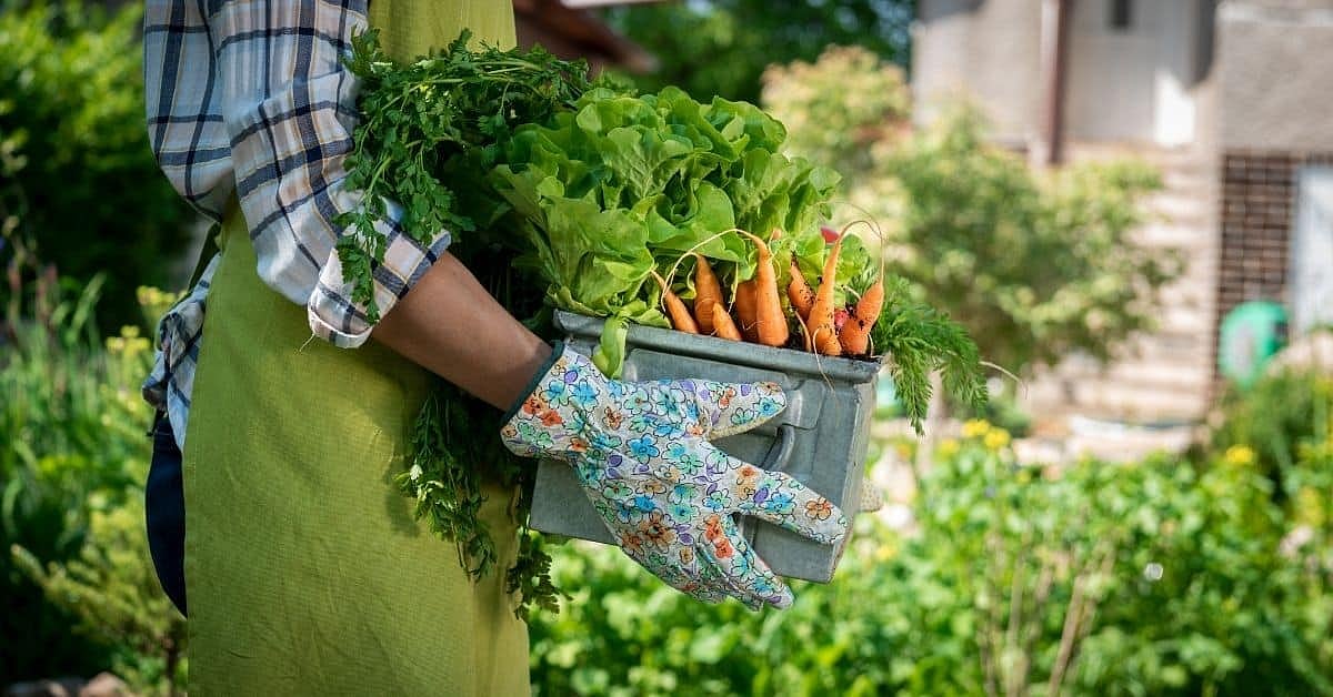 The Basics of Starting Your First Hobby Farm