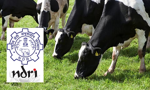 NDRI set to implant gene-edited embryo for climate-resilient livestock