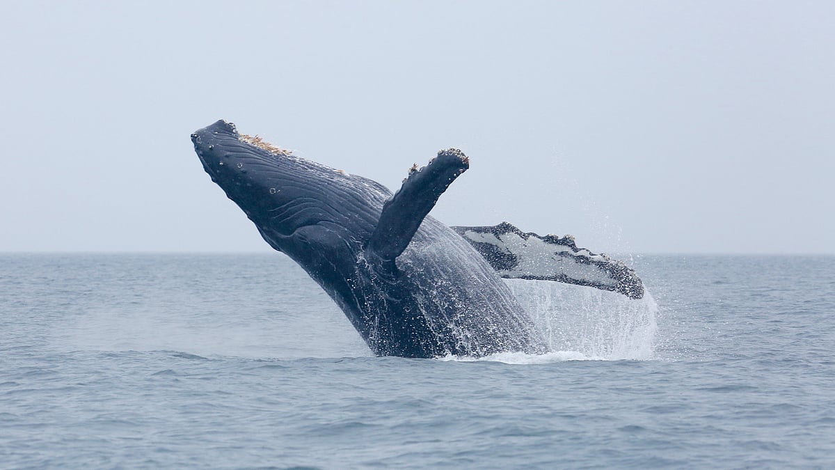 Humpback whales’ use of memory to time their migration could prove less ...