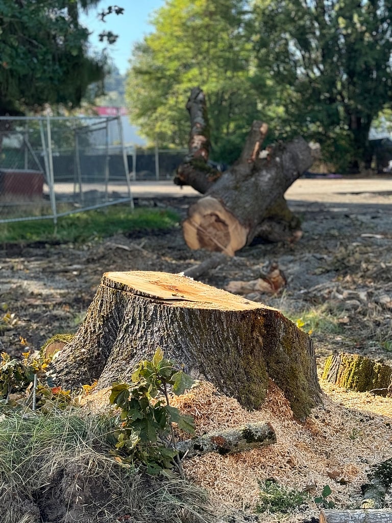 South Park Community Fights Against Tree Removals