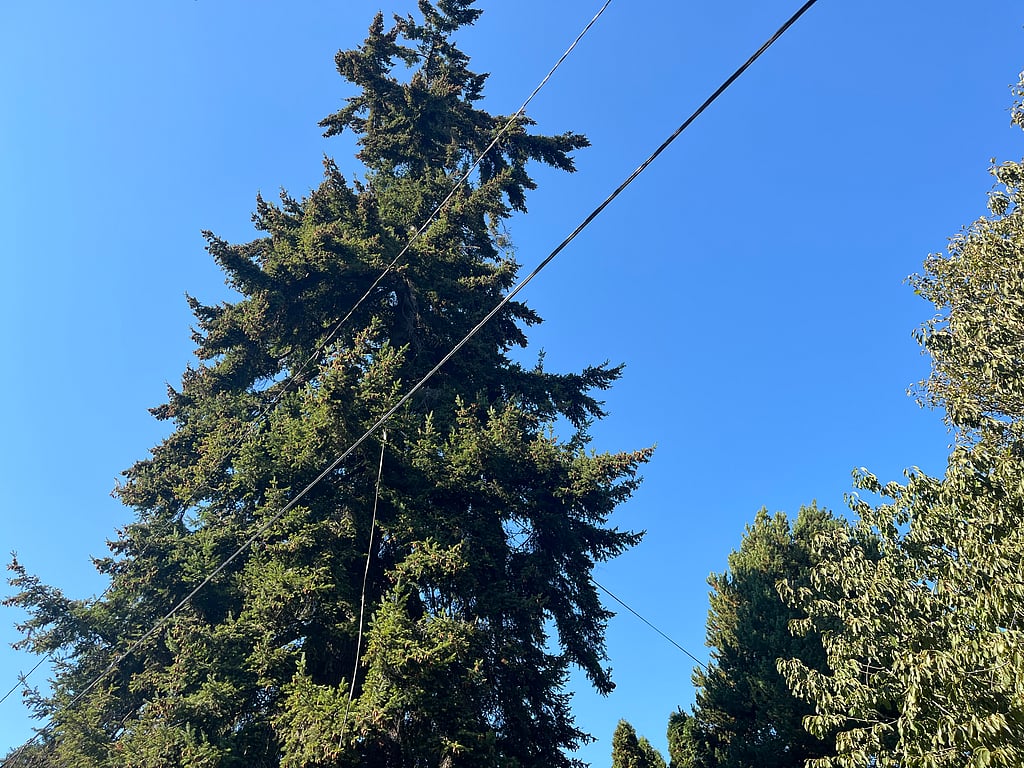 South Park Community Fights Against Tree Removals
