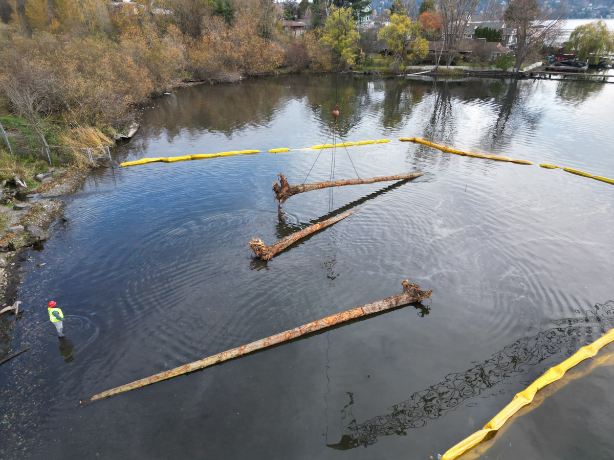 Salmon Habitat Restoration Efforts in Rainier Beach