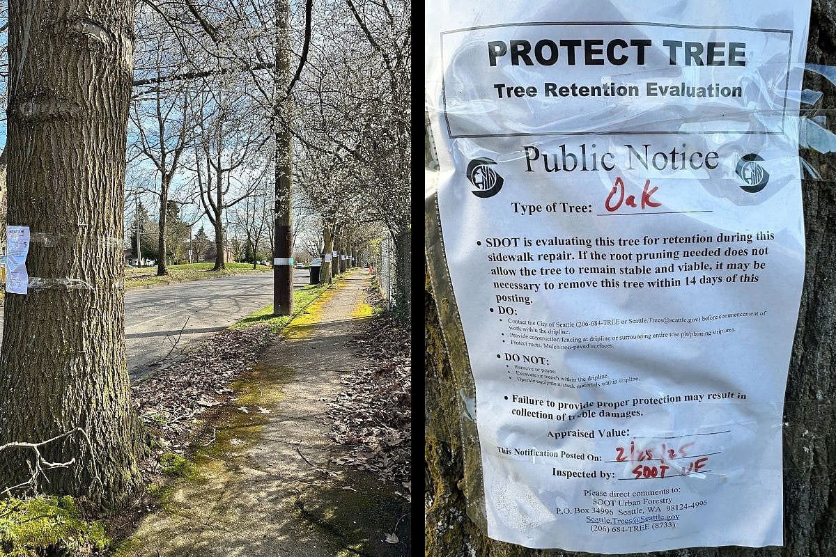 More Than 60 Beacon Hill Trees Will Be Evaluated for Possible Removal