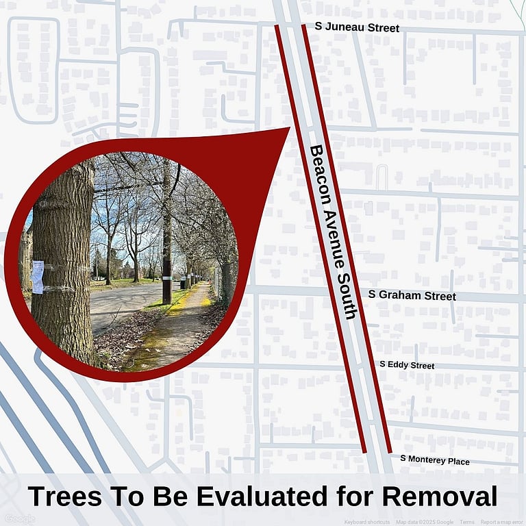 South End Life: How Trees Stand Up to Sidewalk Repairs on Beacon Avenue
