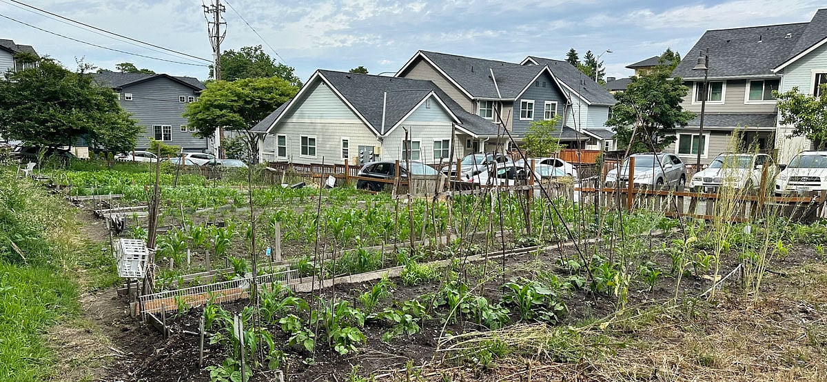 South End Life: A Community Farm Plants the Seeds for Food Security and ...