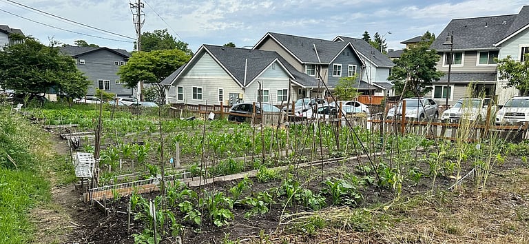 South End Life: A Community Farm Plants the Seeds for Food Security and ...