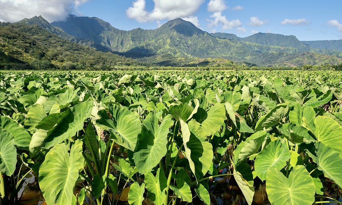 Seedcast: Taholo Kami and Sen. J. Kalani English — a Collective Talanoa