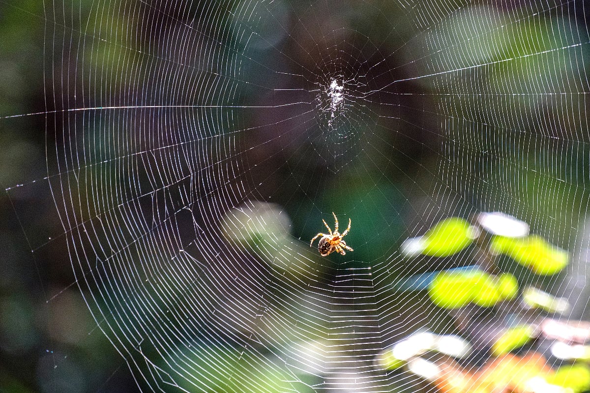 Weekend Reads | Spider Brains: How Tiny Creatures Create Large ...