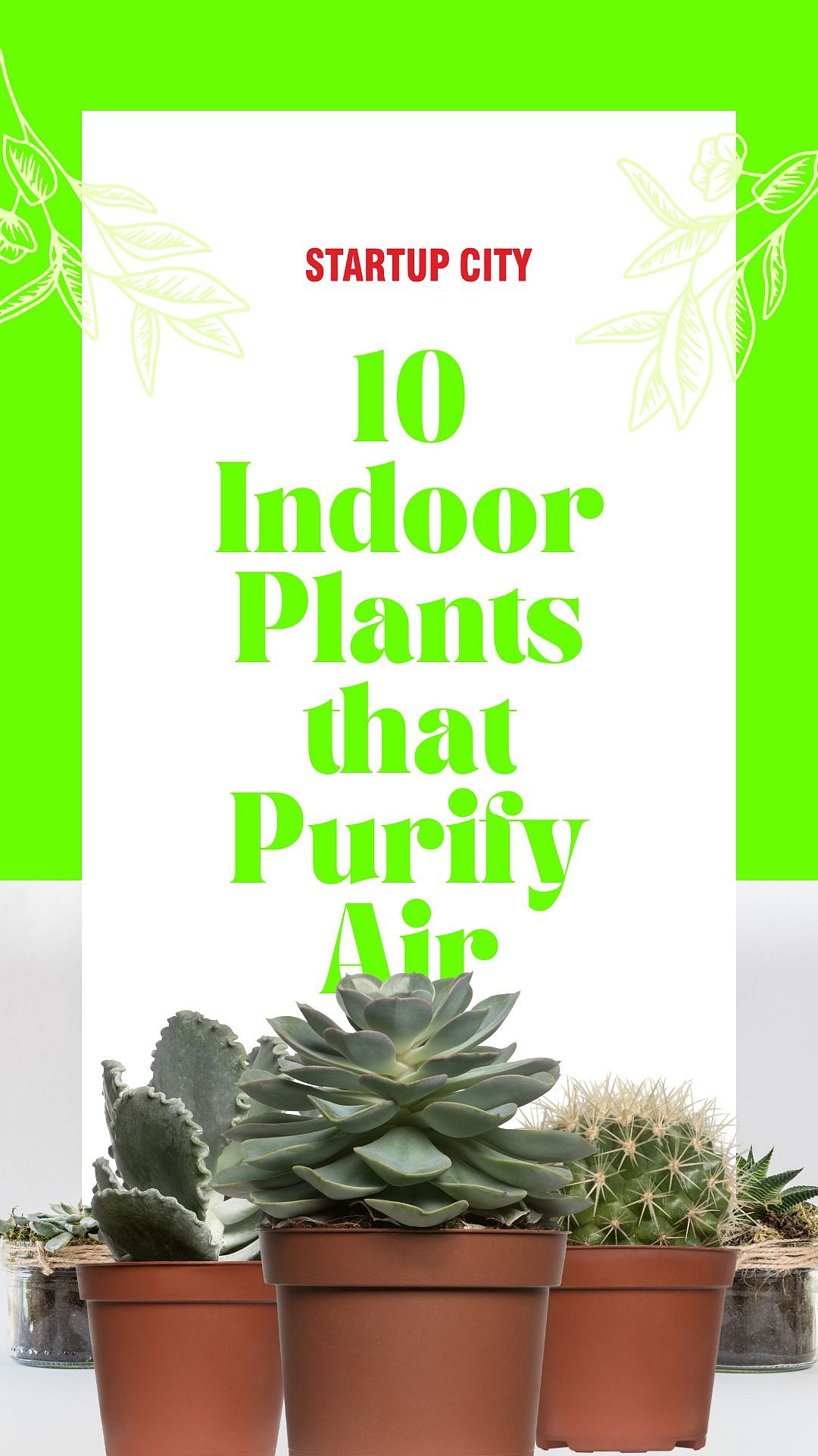 10 Indoor Plants that Purify Air