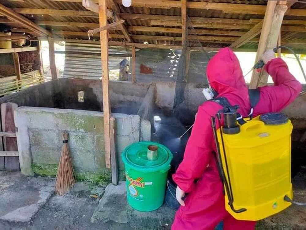 Pagbatok ASF sa Cotabato gipakusgan