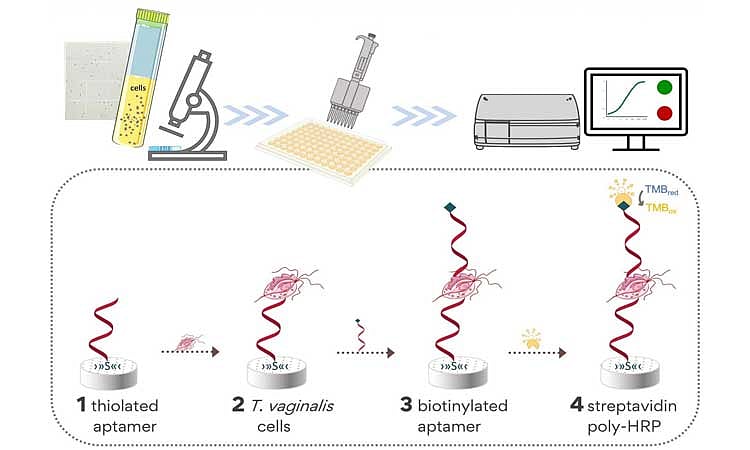 UP Biologists Develop Aptamer-Based Test for STI Detection
