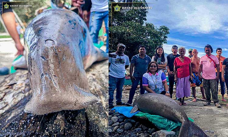 Dead Dugong Found in Davao Occidental