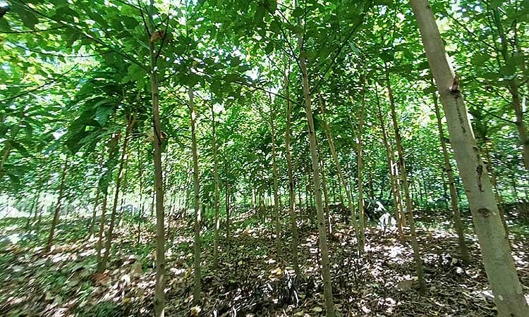 Davao Now Requires DENR OK for Tree-Cutting Permits