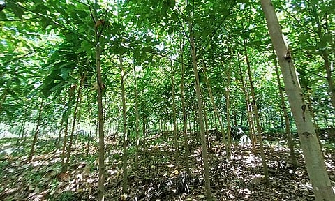 Davao Now Requires DENR OK for Tree-Cutting Permits