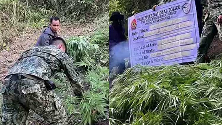 Police uproot 6K marijuana plants in Cebu City village