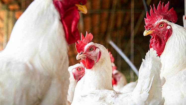 Avian Flu Hits PH: Poultry, Public Health at Risk