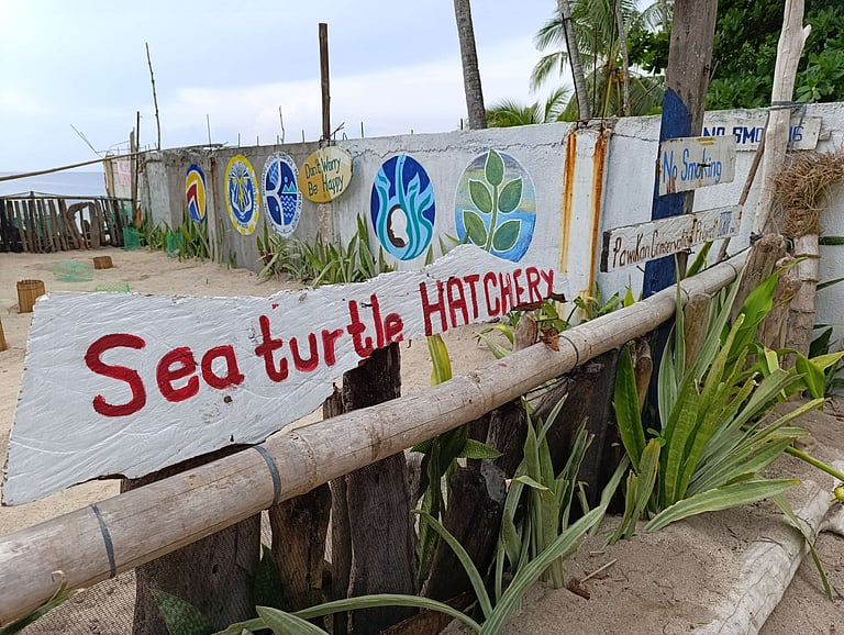 How Volunteers Protect Endangered Sea Turtles in Mayo Bay,
