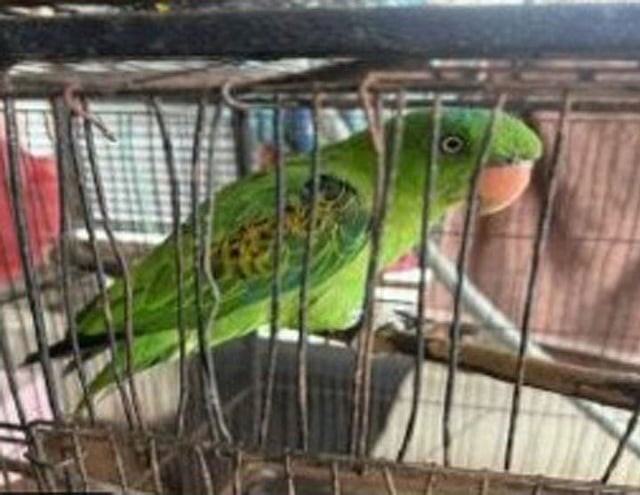 Injured blue-naped parrot rescued in Tawi-Tawi