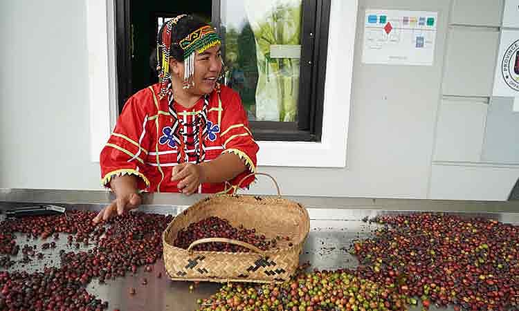 The IP Coffee Farmers of Tibolo: Connecting Coffee