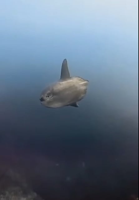 Rare Ocean Sunfish Sighting Signals Lapu-Lapu Reef Health