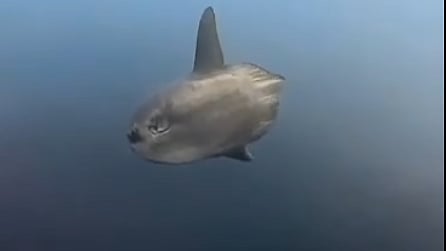 Rare Ocean Sunfish Sighting Signals Lapu-Lapu Reef Health