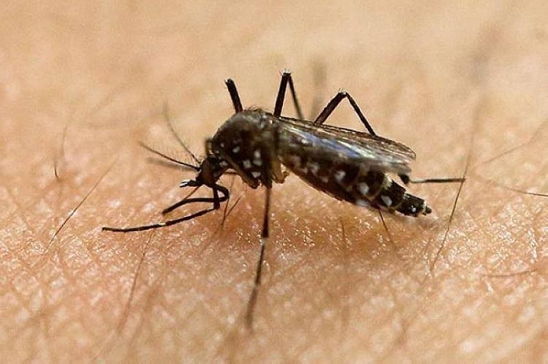 PhilHealth Increases Coverage for Severe Dengue by 194%