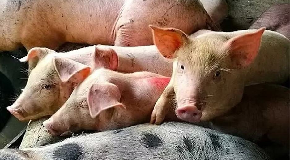 Threats of ASF still around