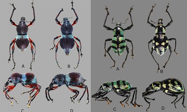 3 researchers from Davao discover 2 beetle species