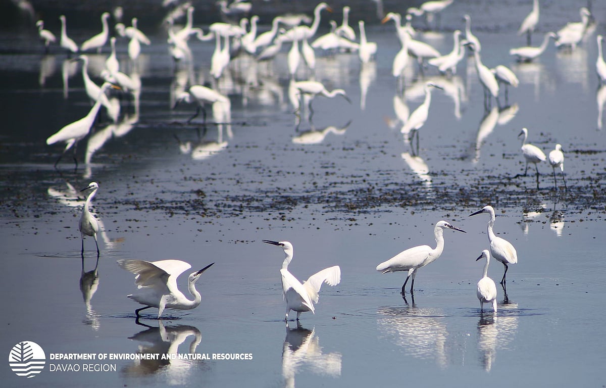 Annual bird migration starts in the Philippines – DENR-Davao
