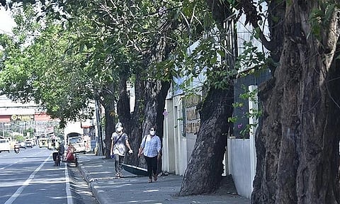 Davao Cenro underscores importance of trees in mitigating rising ...