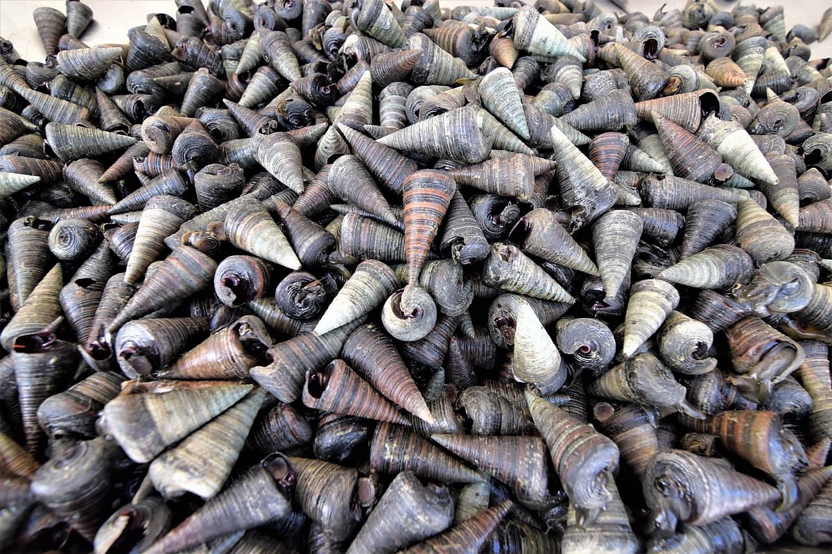 16th Negros Island Organic Farmers Festival and 1st Terra Madre Visayas