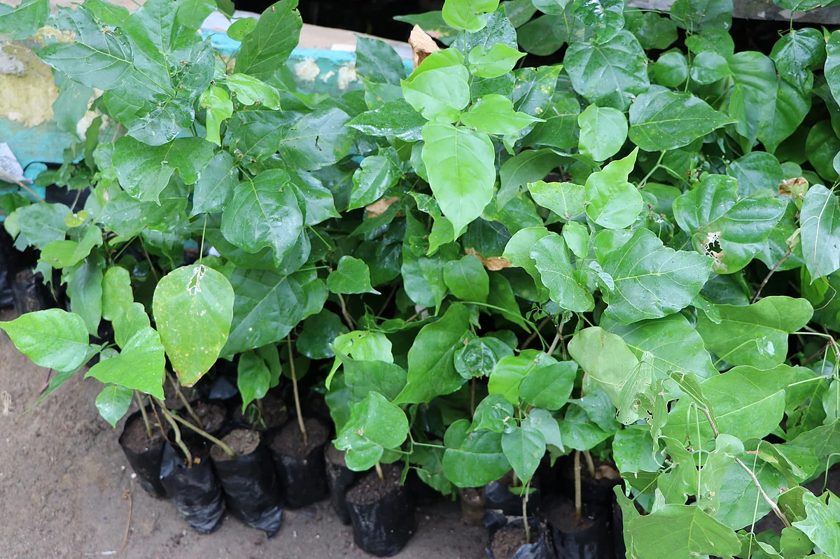 DENR partners with SM, LGU for coastal planting DENR partners with SM, LGU for coastal planting