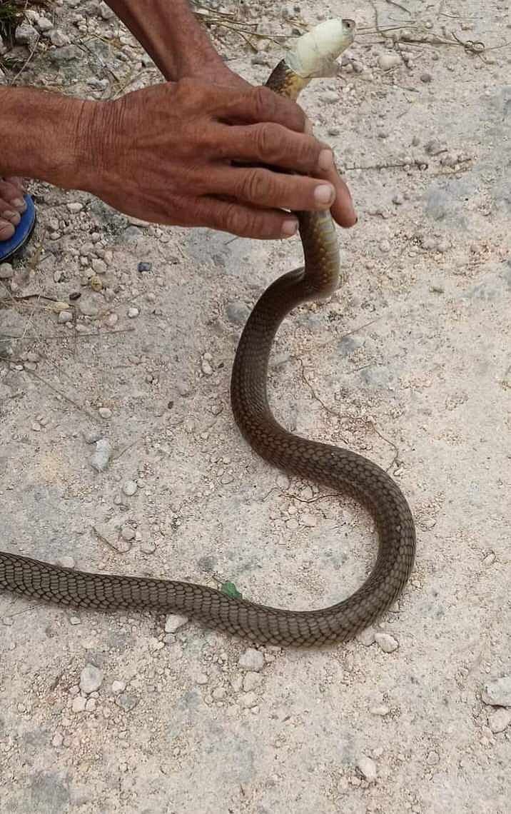 Gidudahang cobra, nasikop