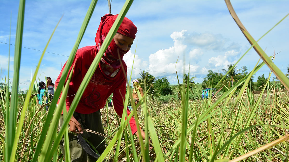 Sugar ‘smuggling’ hurts both farmers, consumers