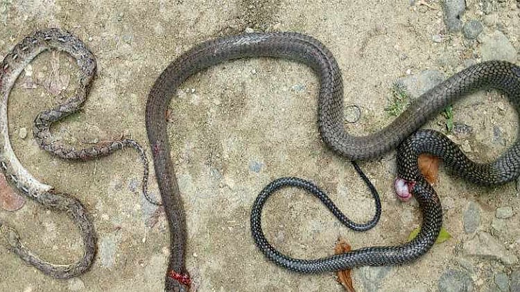 Banakon, sawa gaaway, gipatay