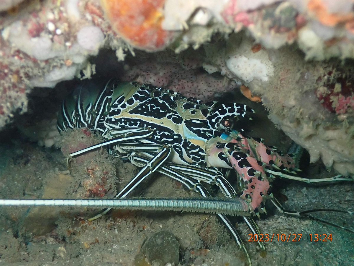 Sagay launches lobster spawning project