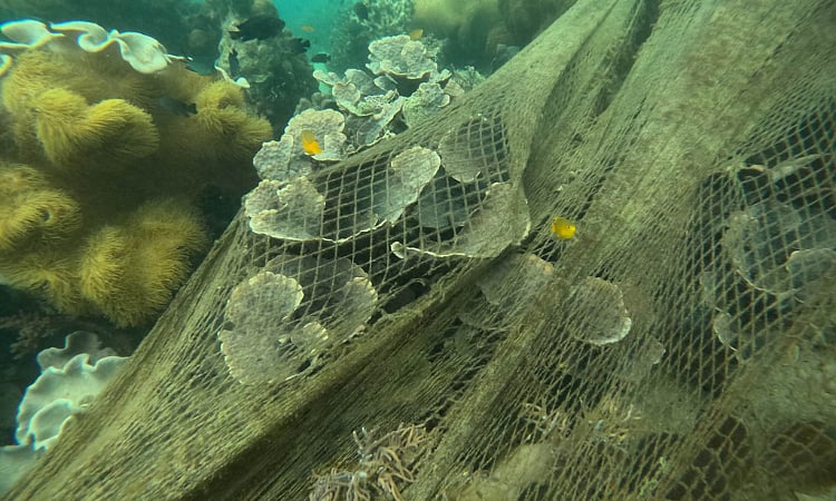 Ocean Pollution: The Threat of Abandoned Fishing Gear