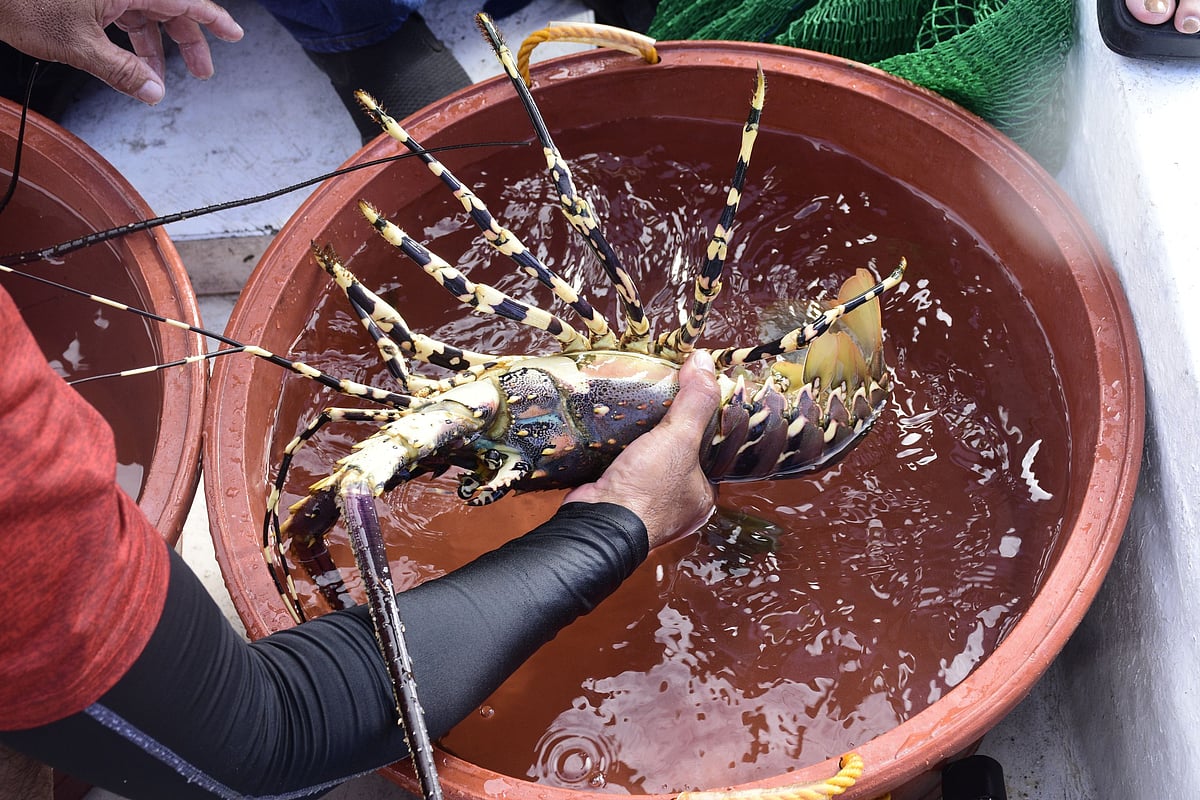 Sagay launches lobster spawning project