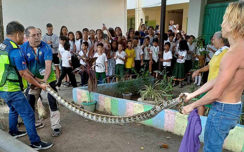 6-foot-long python caught in Talamban